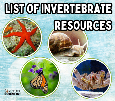 Invertebrate Study Links And A Jellyfish Craft - The Homeschool Scientist