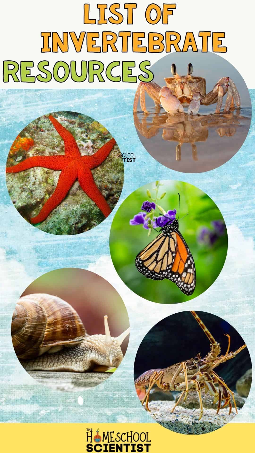 Invertebrate Study Links And A Jellyfish Craft - The Homeschool Scientist
