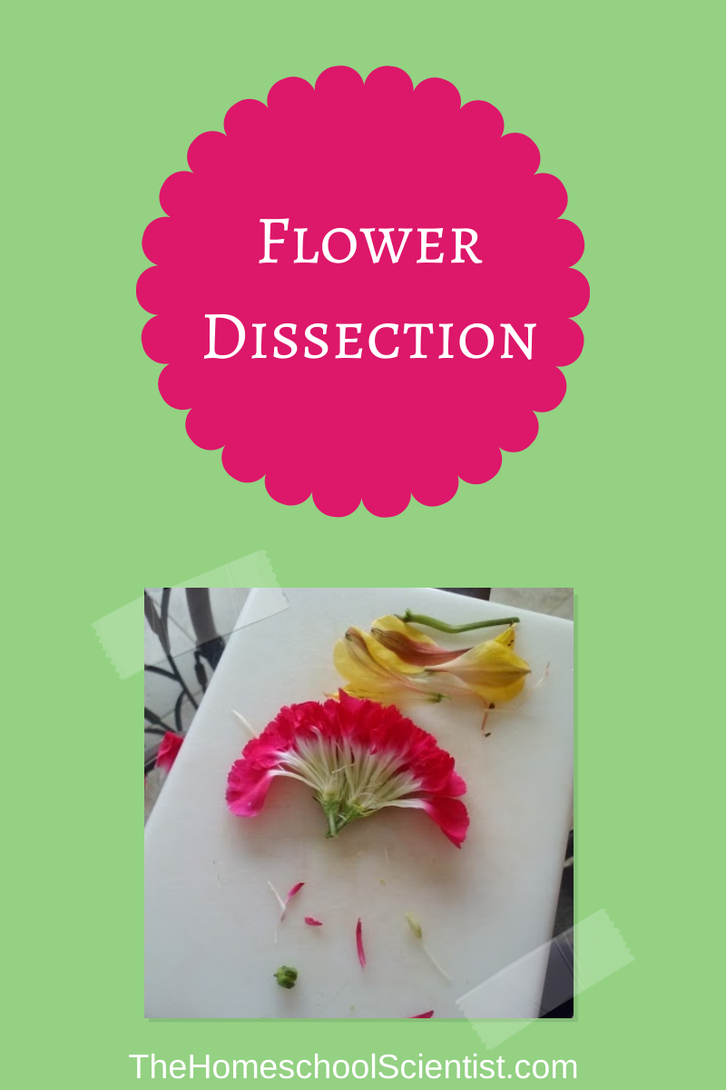 The Lab Report Flower Dissection The Homeschool Scientist The Lab Report Flower Dissection The Homeschool Scientist