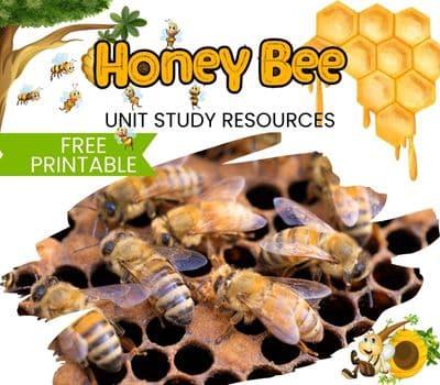 Honey Bee Unit Study Resources - The Homeschool Scientist