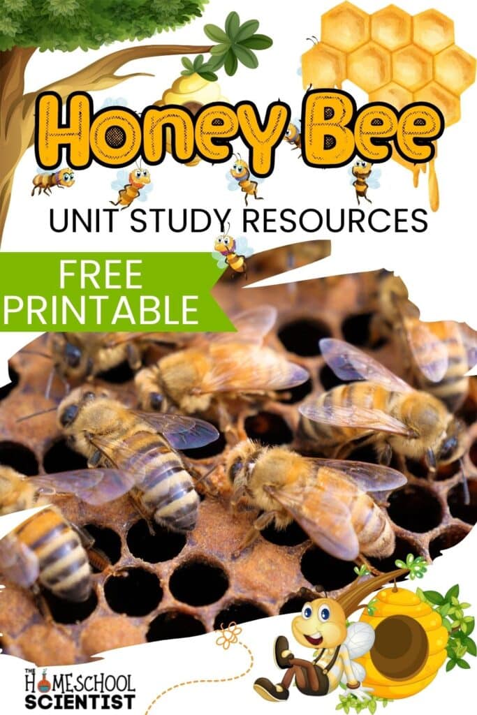 Honey Bee Unit Study Resources - The Homeschool Scientist