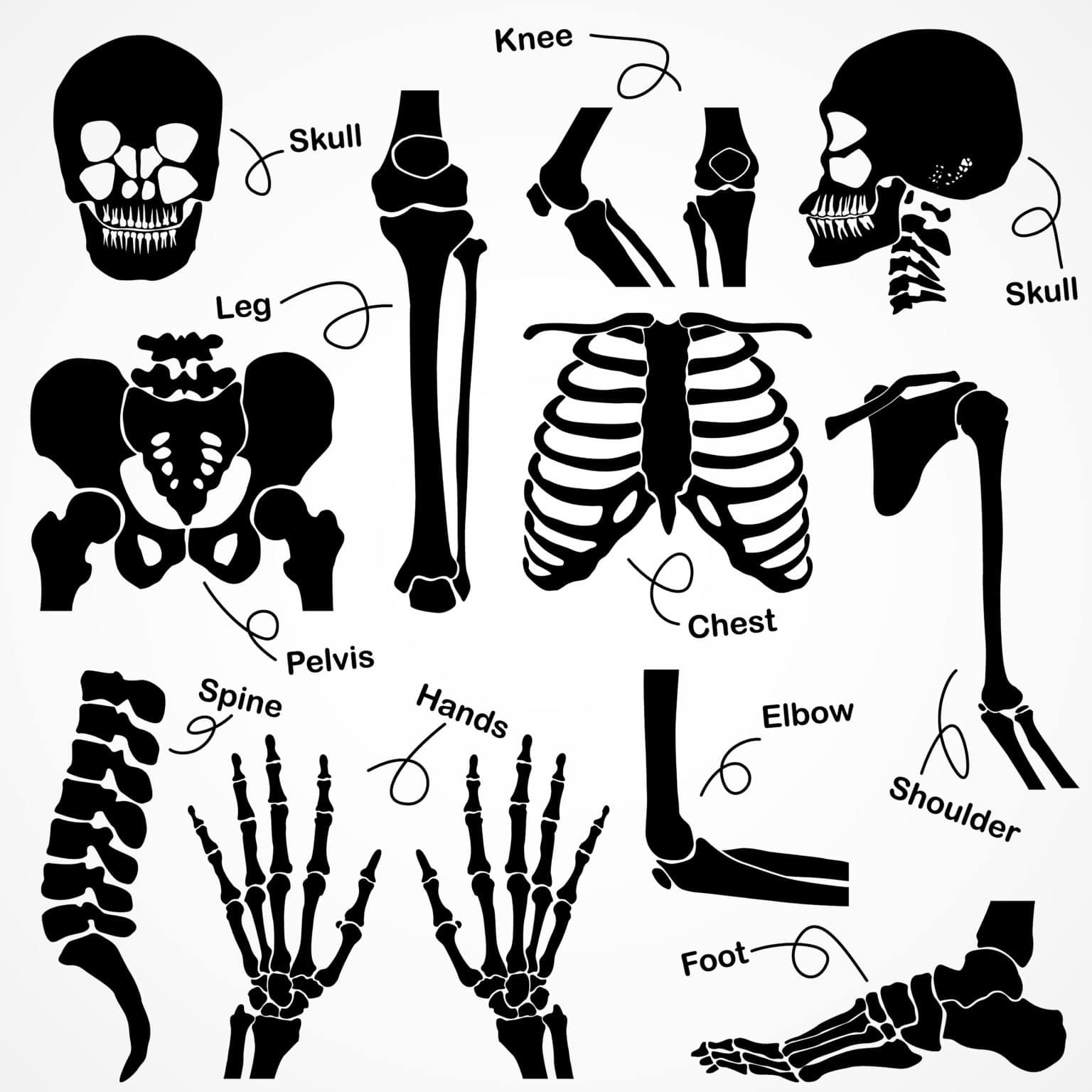 Skeletal System Activities and Resources - The Homeschool Scientist