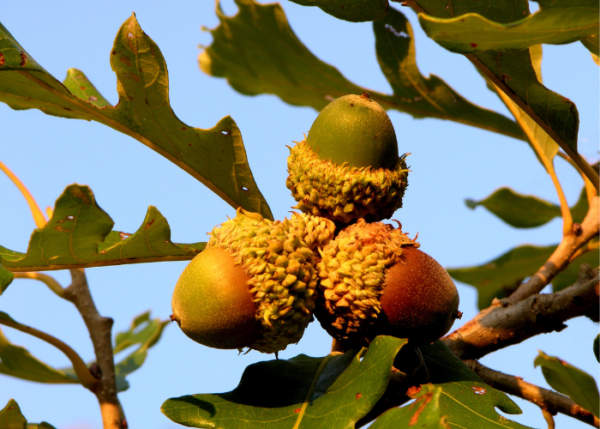 Seed Study - Acorns - The Homeschool Scientist