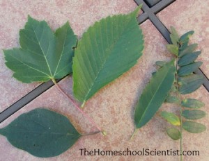 Leaf Unit Study Resources - The Homeschool Scientist