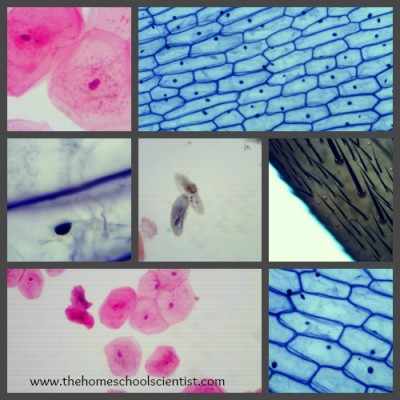 How To Use A Microscope With Young Learners - The Homeschool Scientist