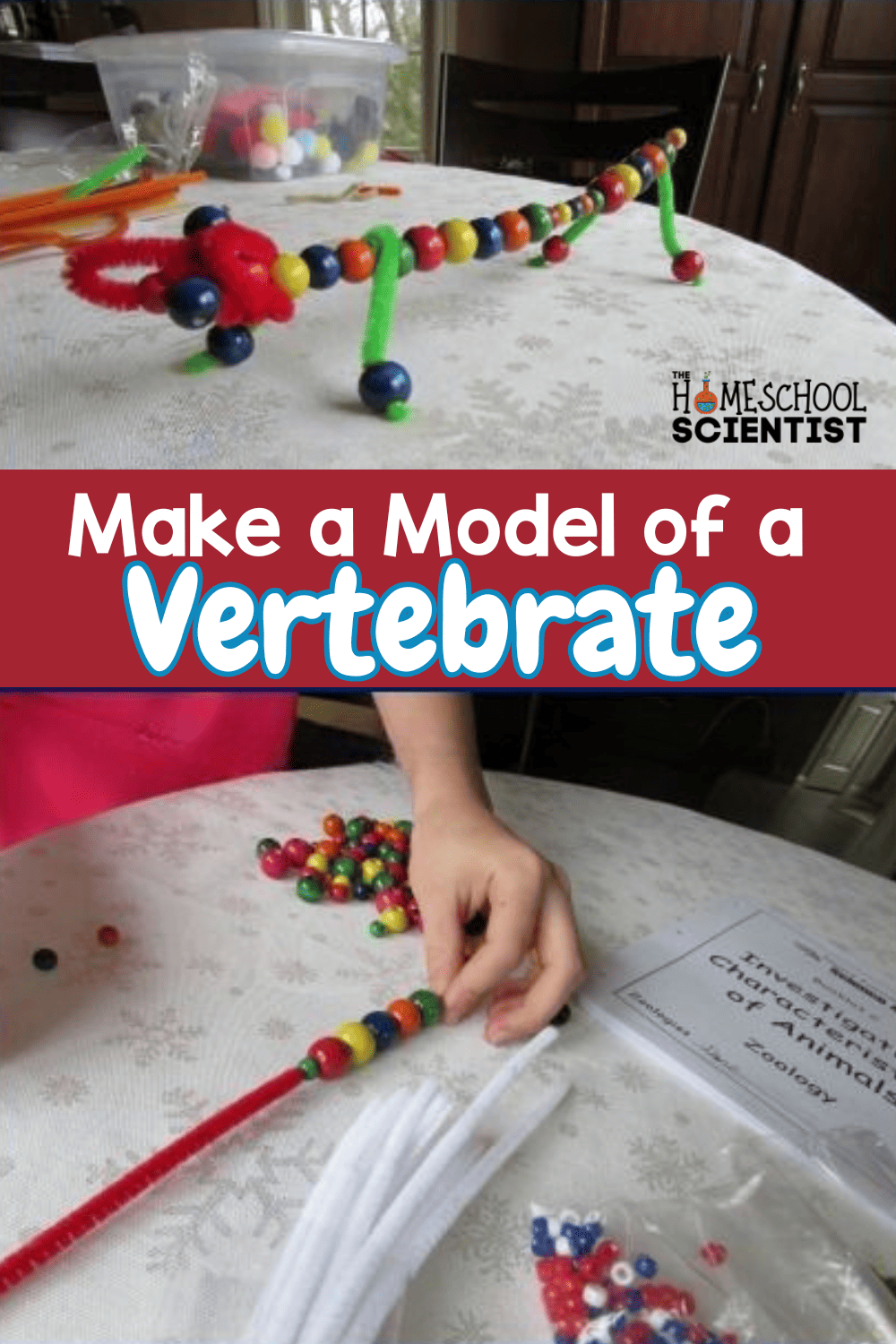 Make Your Own Vertebrate Model - The Homeschool Scientist