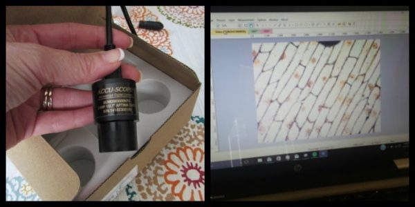 Preparing An Onion Skin Microscope Slide - The Homeschool Scientist