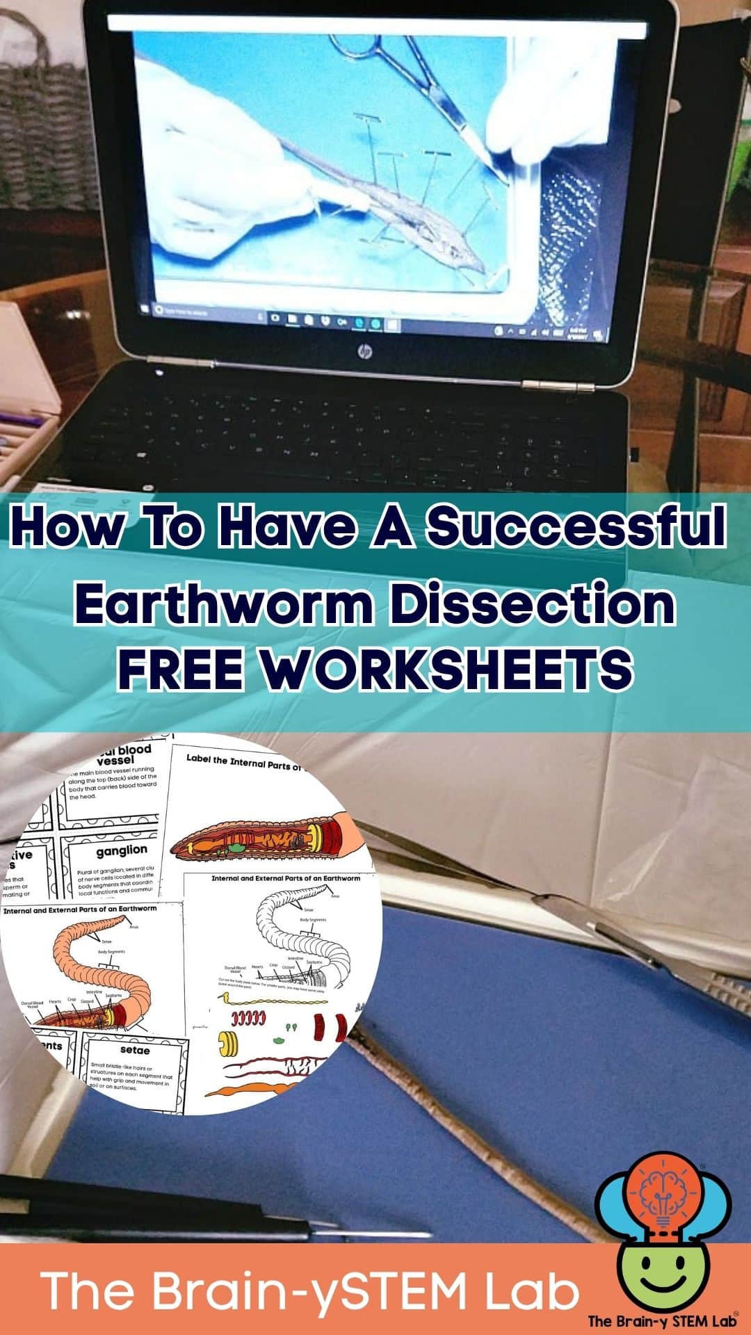 Earthworm Dissection Worksheets and Resources - The Homeschool Scientist