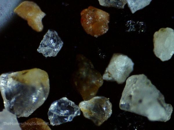 Comparing Beach Sand Under The Microscope - The Homeschool Scientist