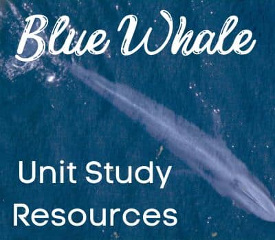 Blue Whale Unit Study - The Homeschool Scientist