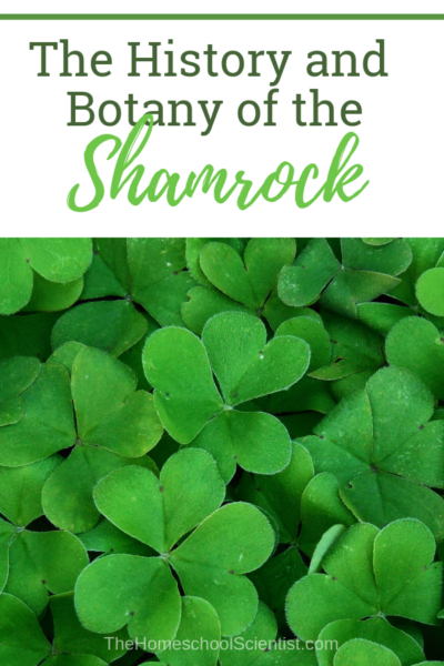 The History And Botany Of The Shamrock - Math and Science Activities ...