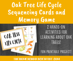 Oak Tree Life Cycle Lesson and Memory Game - The Homeschool Scientist