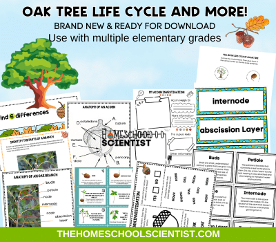 Oak Tree Life Cycle Lesson and Worksheets - The Homeschool Scientist