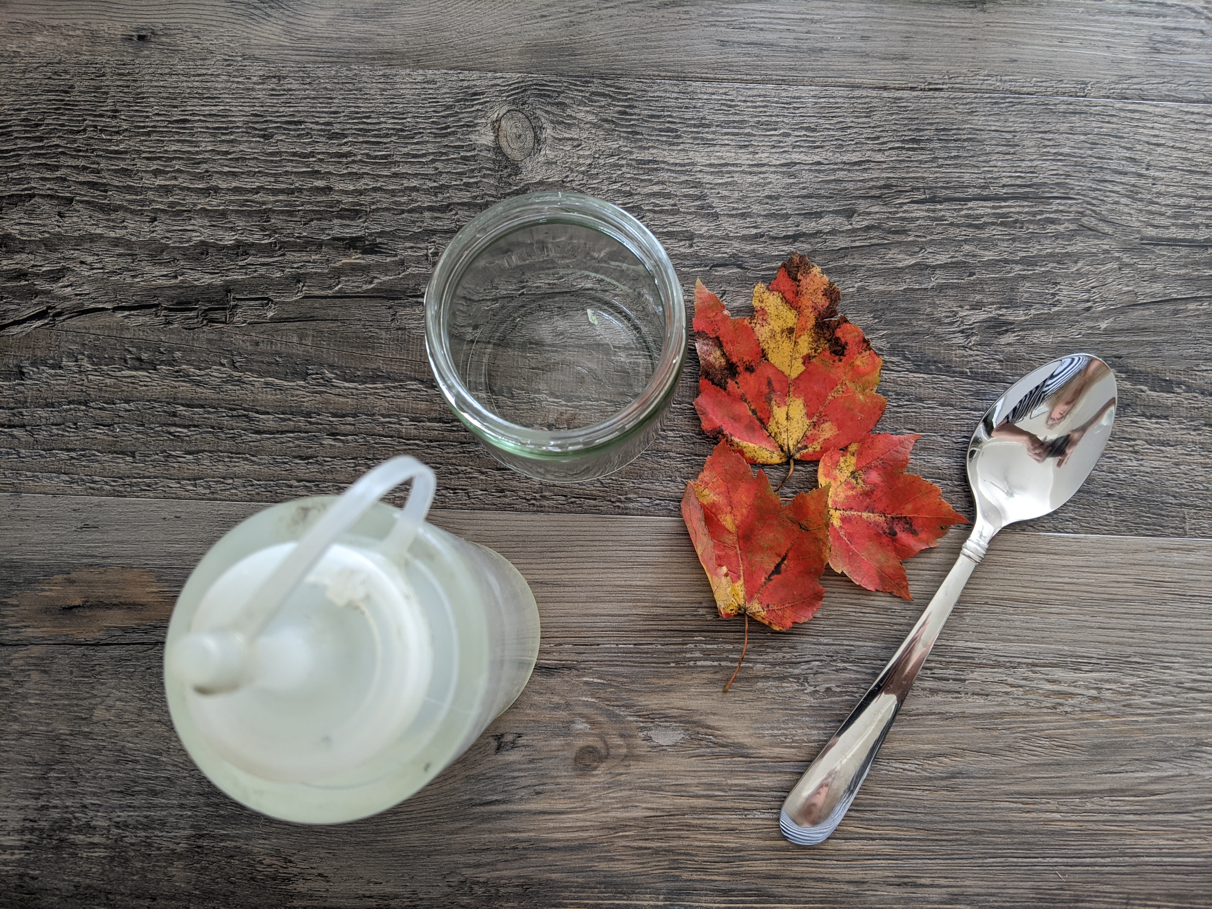 Why Do Leaves Change Color in Fall For Kids Experiment and Worksheet ...