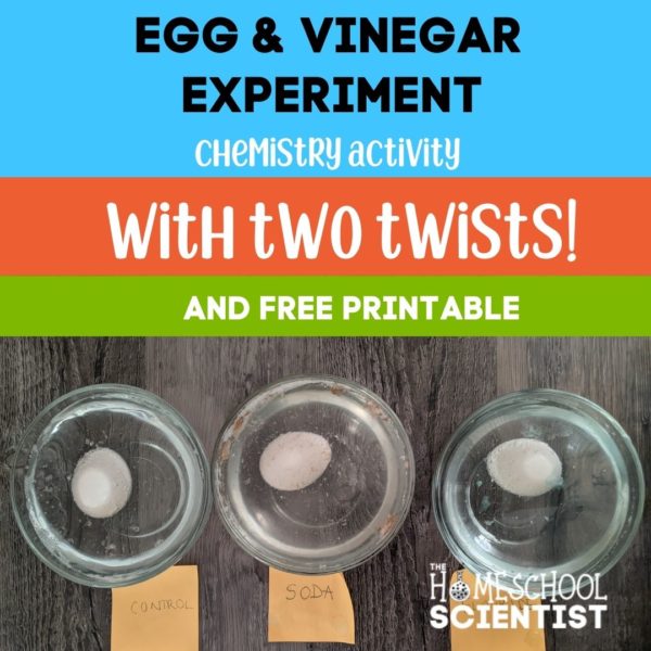 Egg Experiment with Vinegar and Two Cool Twists - The Homeschool Scientist