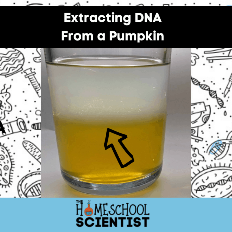 Awesome Science Activity - Extracting DNA from a Pumpkin - The ...