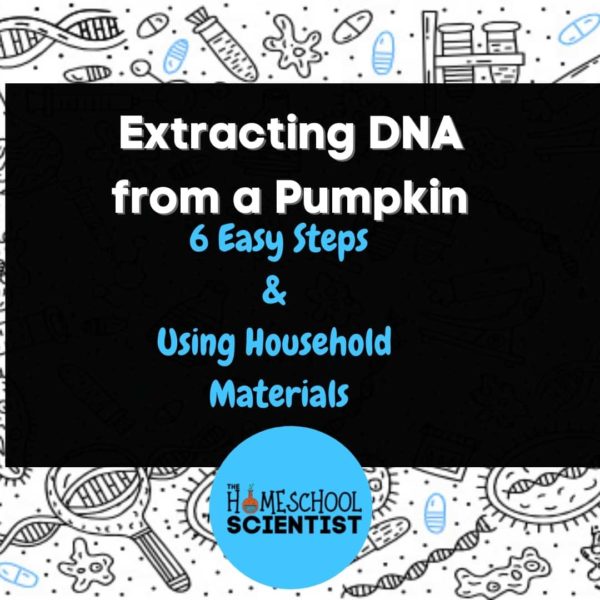 Awesome Science Activity - Extracting DNA from a Pumpkin - The ...