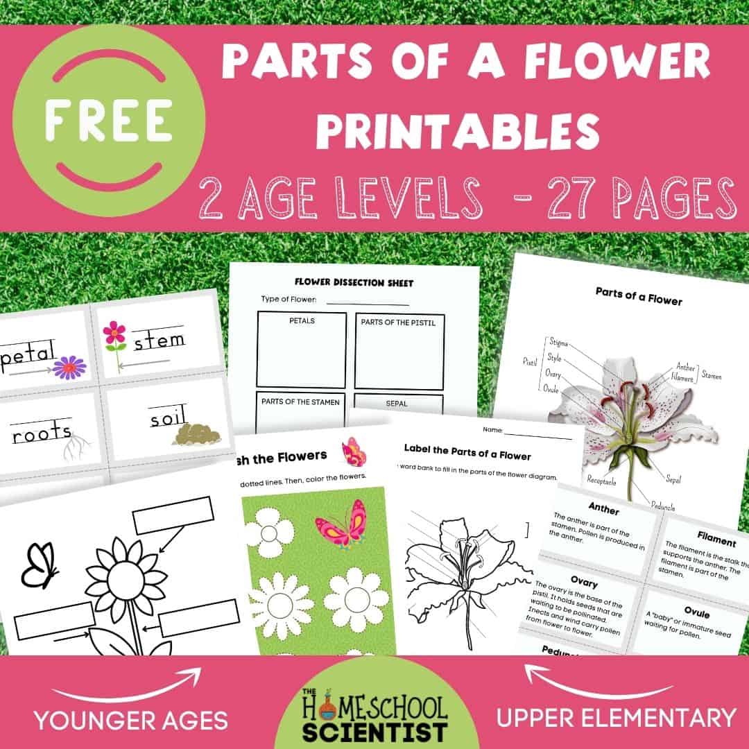 Parts Of A Flower Lesson Printable - The Homeschool Scientist