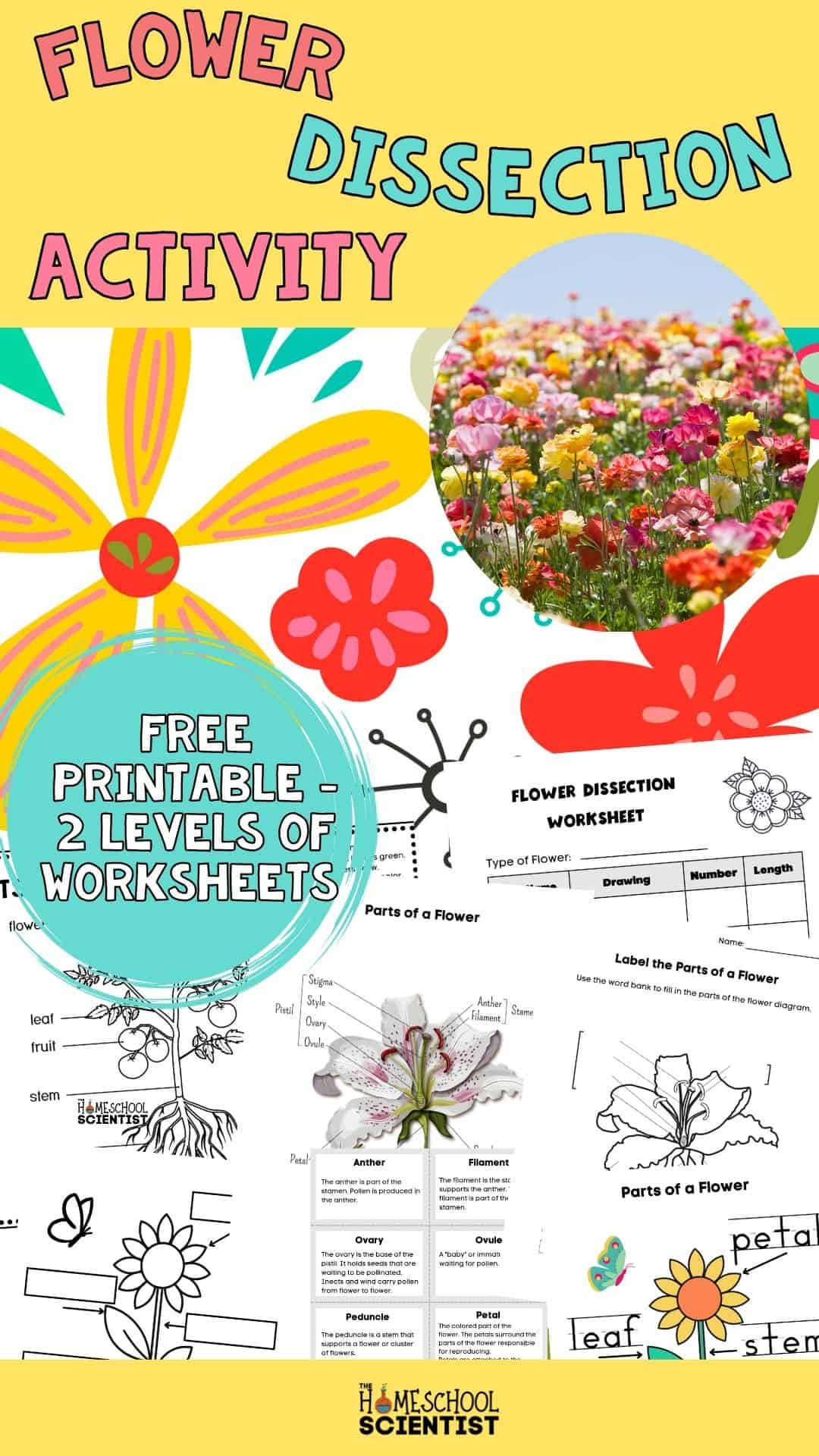 Parts Of A Flower Lesson Printable - The Homeschool Scientist
