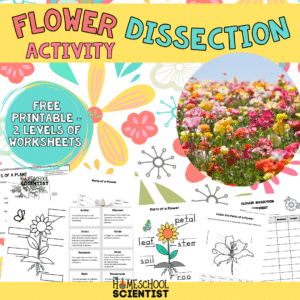 Parts Of A Flower Lesson Printable - The Homeschool Scientist
