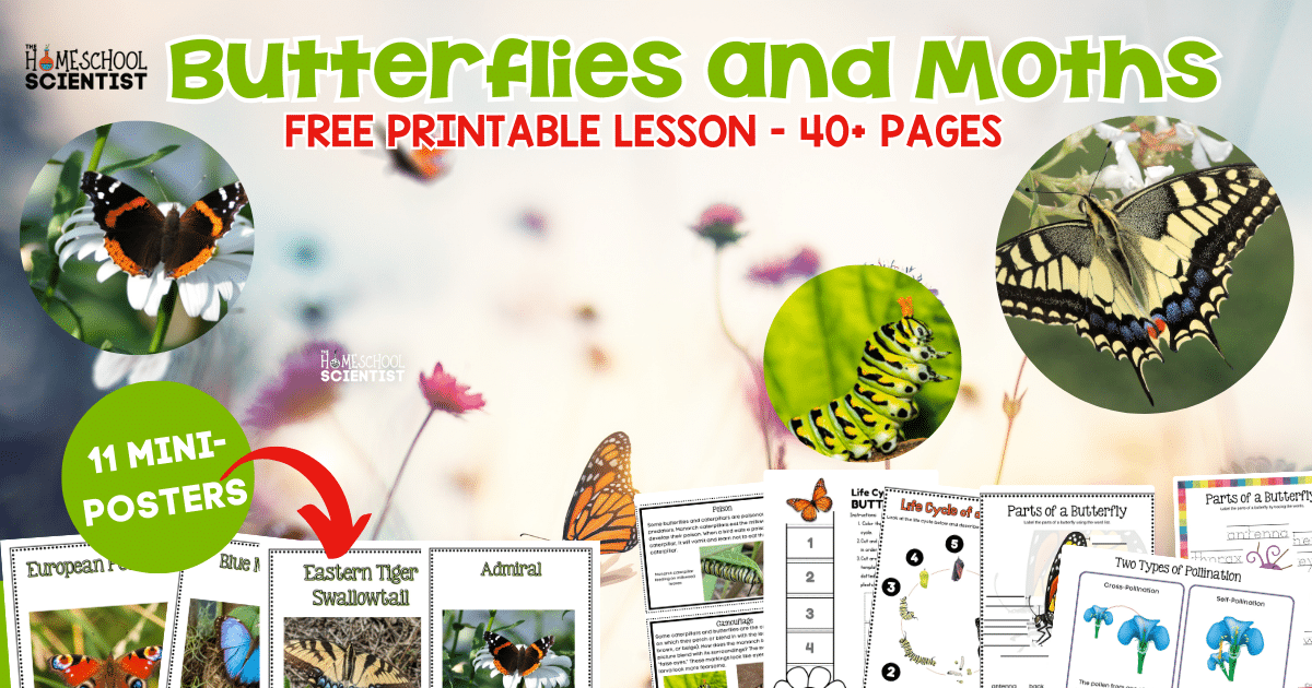 Differences Between Butterflies And Moths Worksheet The Homeschool differences-between-butterflies-and-moths-worksheet-the-homeschool