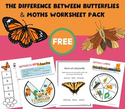 Differences Between Butterflies and Moths Worksheet - The Homeschool ...
