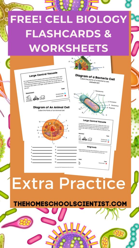 Creating a Cell Model with FREE Biology Flashcards and Labeling ...