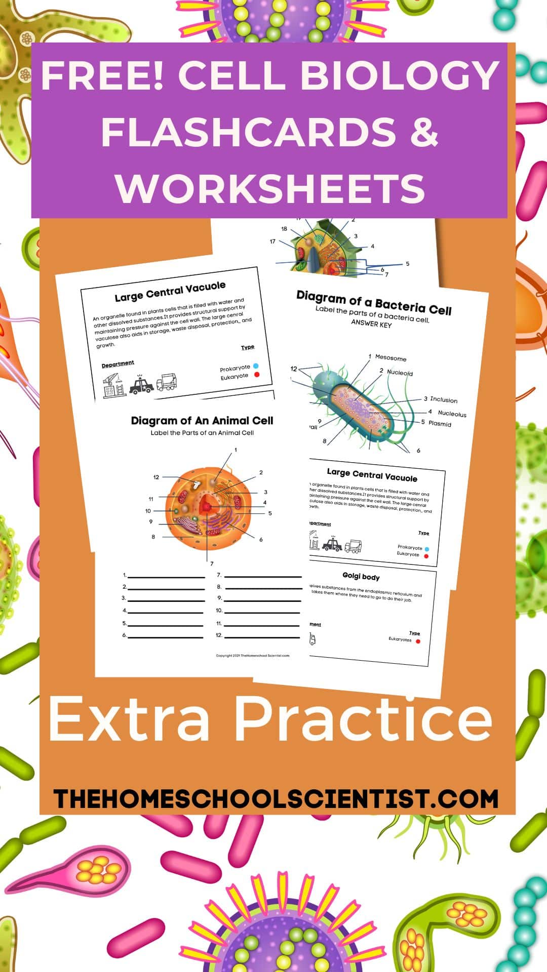 Creating a Cell Model with FREE Biology Flashcards and Labeling ...