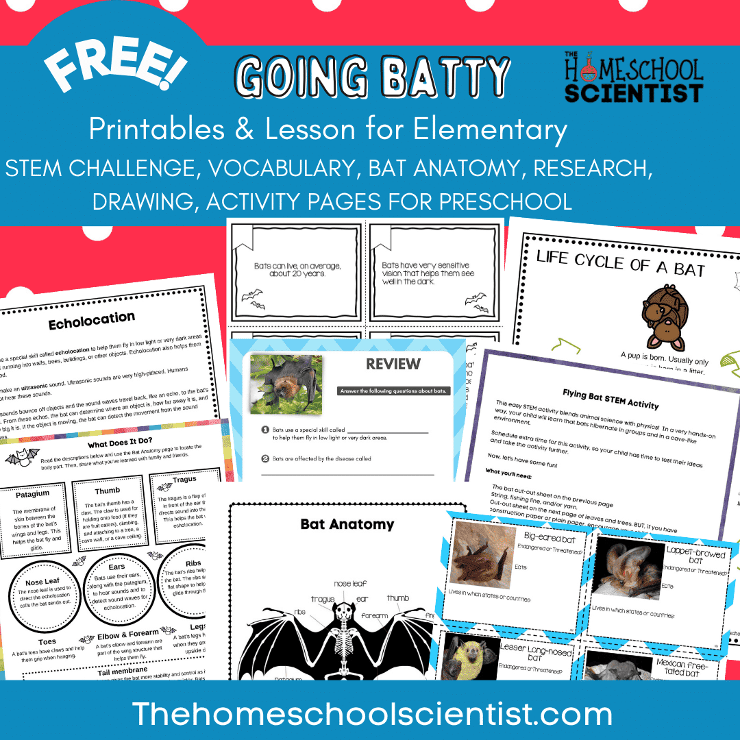 Fascinating Bat Facts For Kids with Printable Lesson & STEM Activities ...
