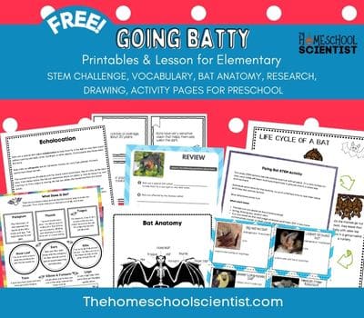 Fascinating Bat Facts For Kids with Printable Lesson & STEM Activities ...