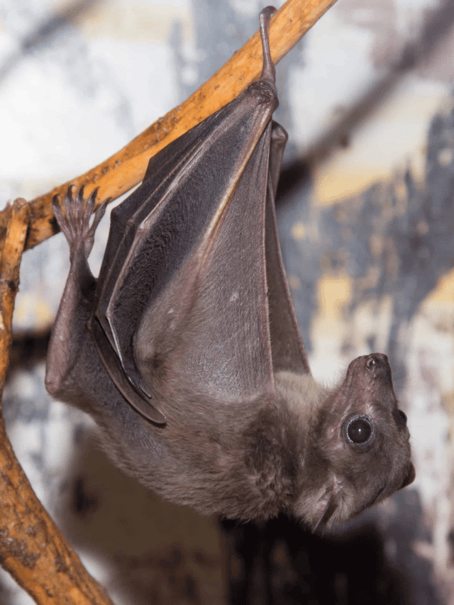 Fascinating Bat Facts For Kids with Printable Lesson - The Homeschool ...