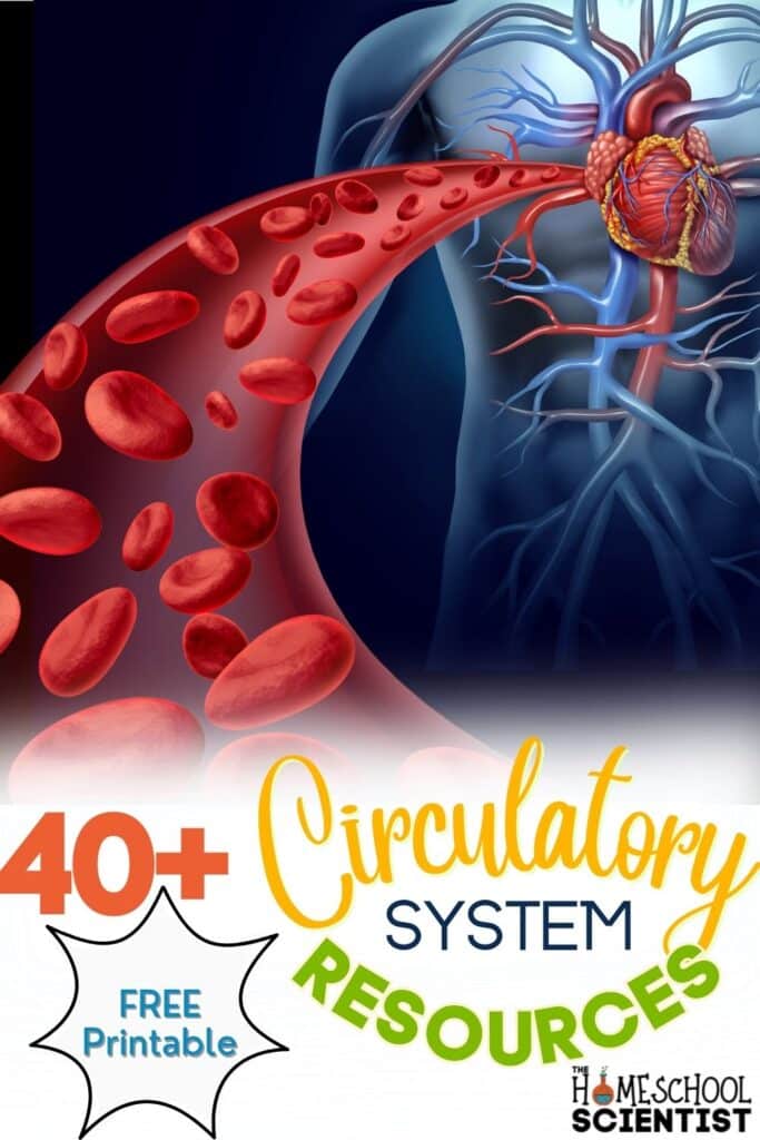 Circulatory System Lesson Pdf