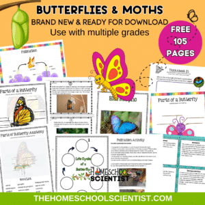 30+ Bug Crafts and Activities for Kids with Free Printable - The ...