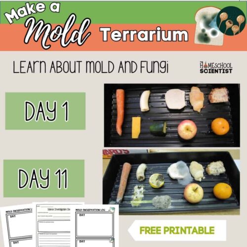 Make A Mold Terrarium! - The Homeschool Scientist