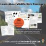 Wildlife Crossing STEM Activity - The Homeschool Scientist