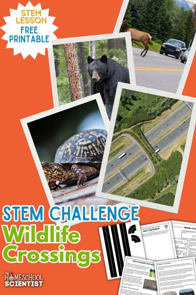 Wildlife Crossing STEM Activity - The Homeschool Scientist