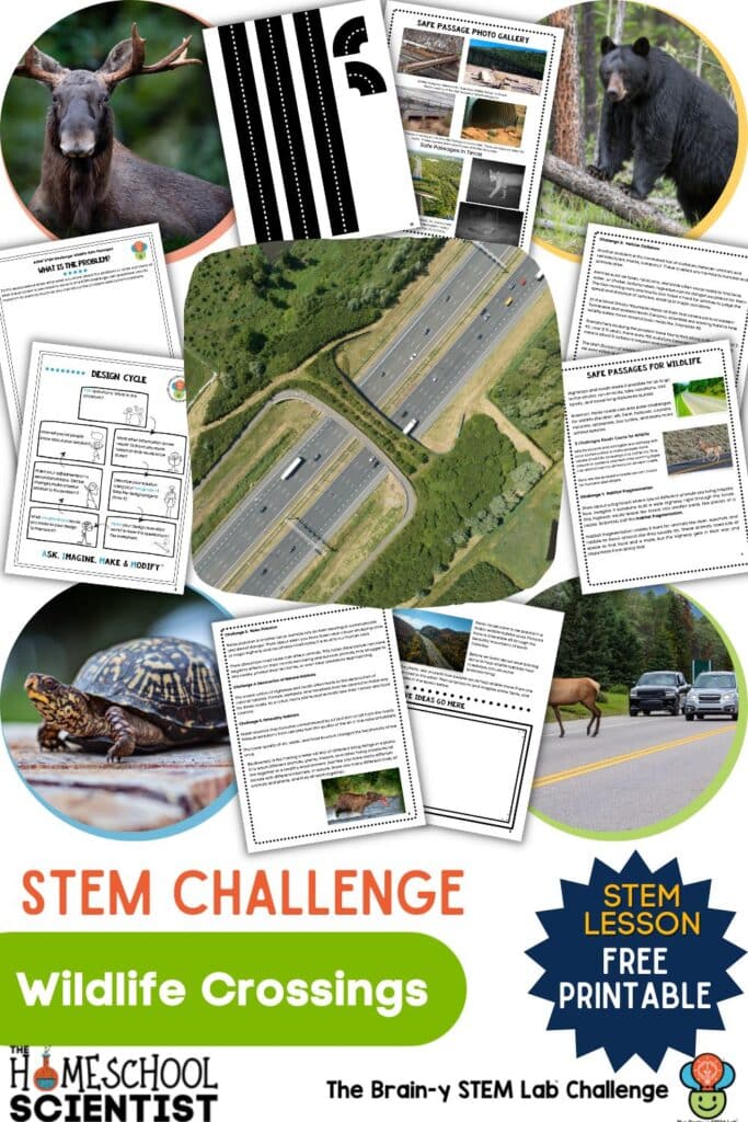 Wildlife Crossing STEM Activity - The Homeschool Scientist