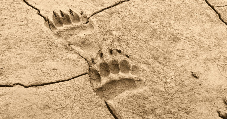 Animal Tracks Printable with Capturing Animal Tracks Activity - The ...