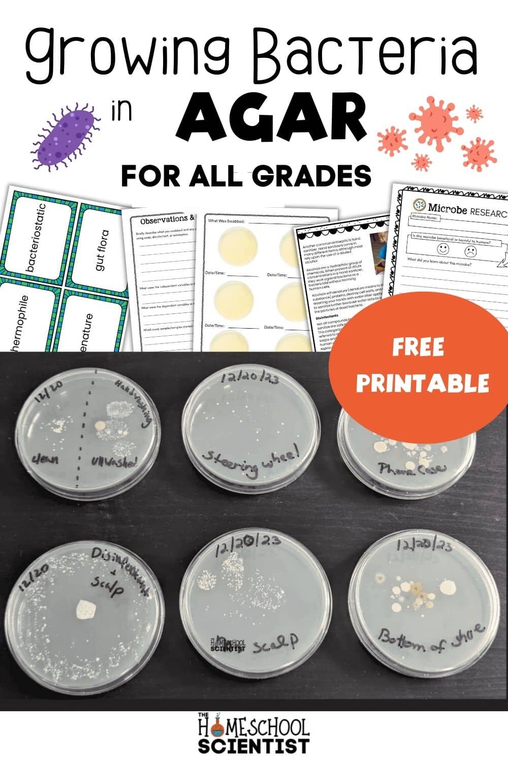Growing Bacteria in Agar Activity with Free Lesson Printable - The ...