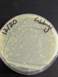 Growing Bacteria in Agar Activity with Free Lesson Printable - The ...