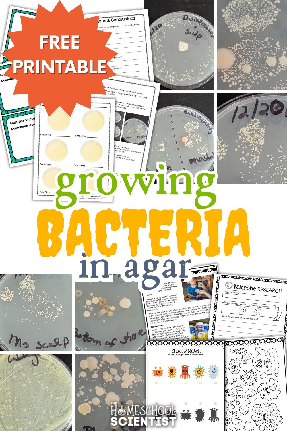 Growing Bacteria in Agar Activity with Free Lesson Printable - The ...