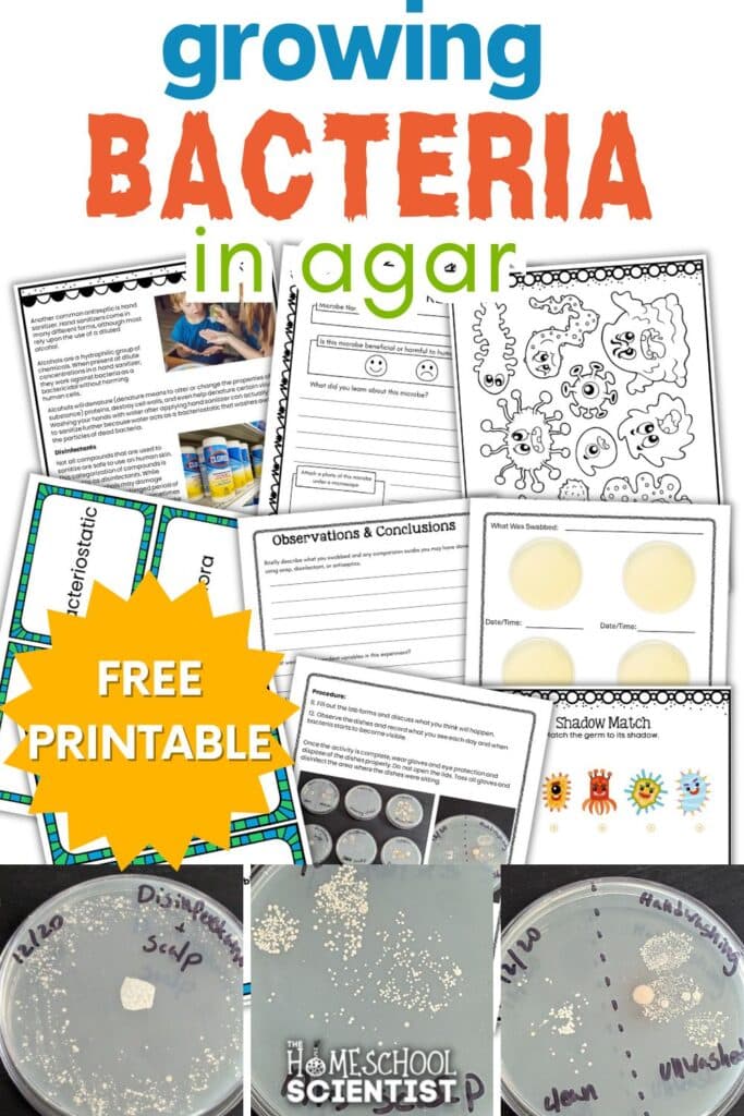 Growing Bacteria in Agar Activity with Free Lesson Printable - The ...