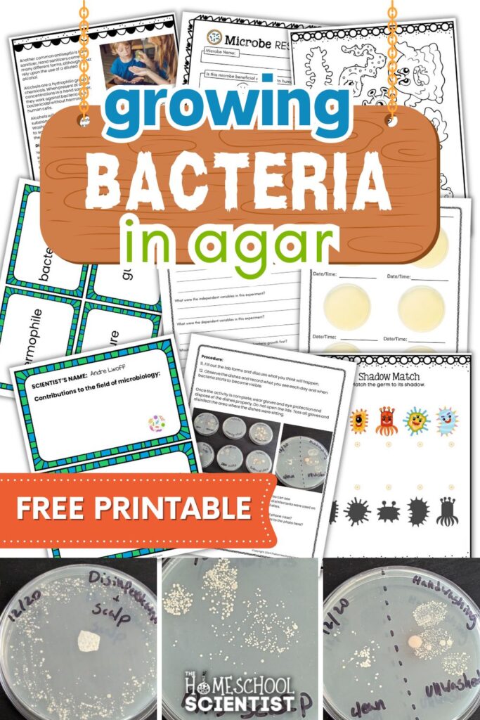 Growing Bacteria in Agar Activity with Free Lesson Printable - The ...