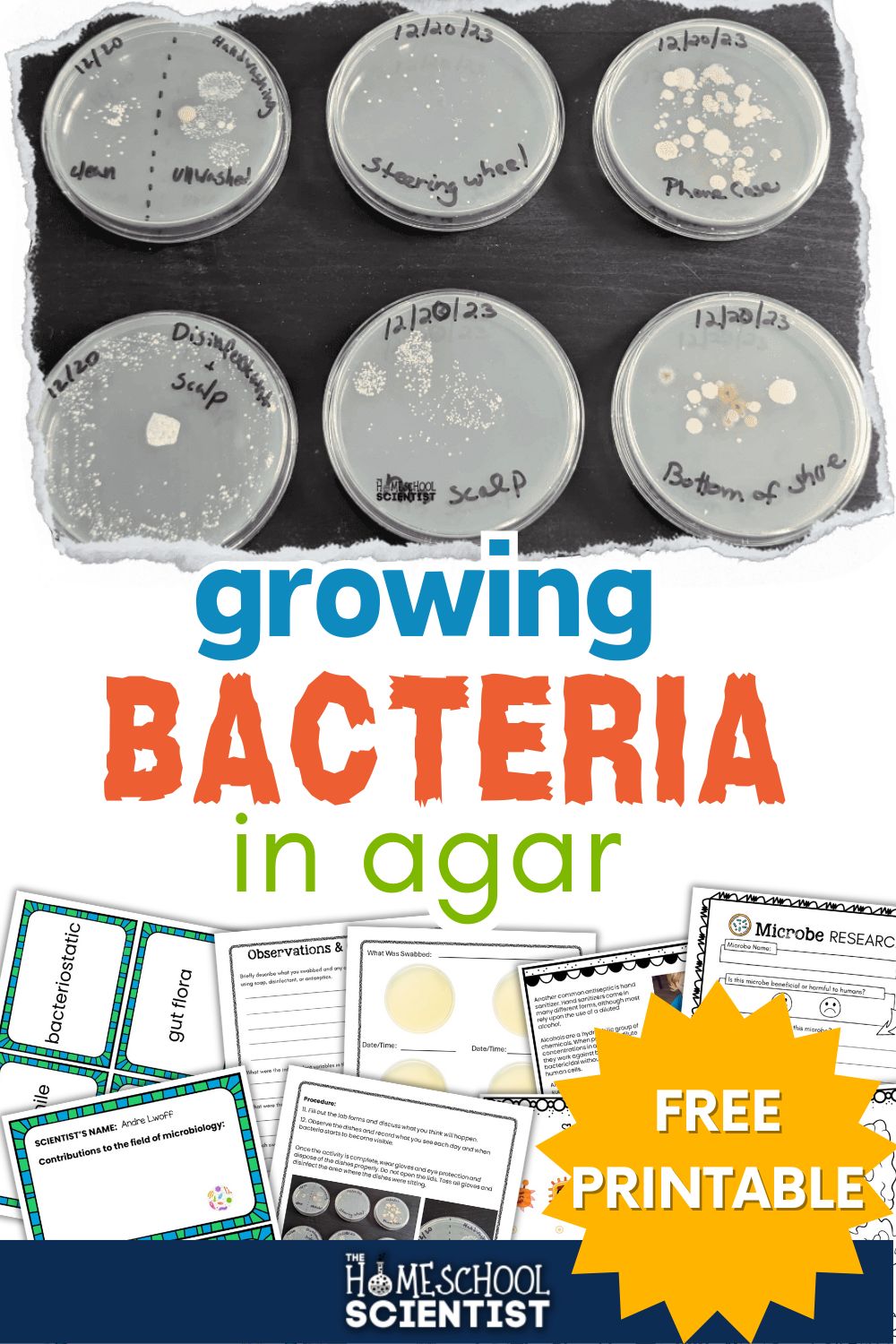 Growing Bacteria in Agar Activity with Free Lesson Printable - The ...
