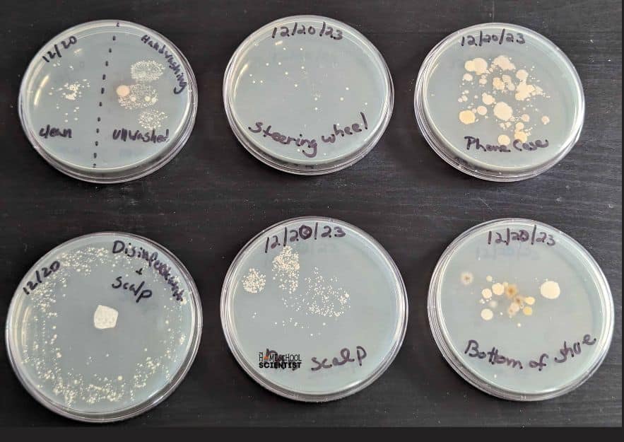 Swabbing Bacteria Lab