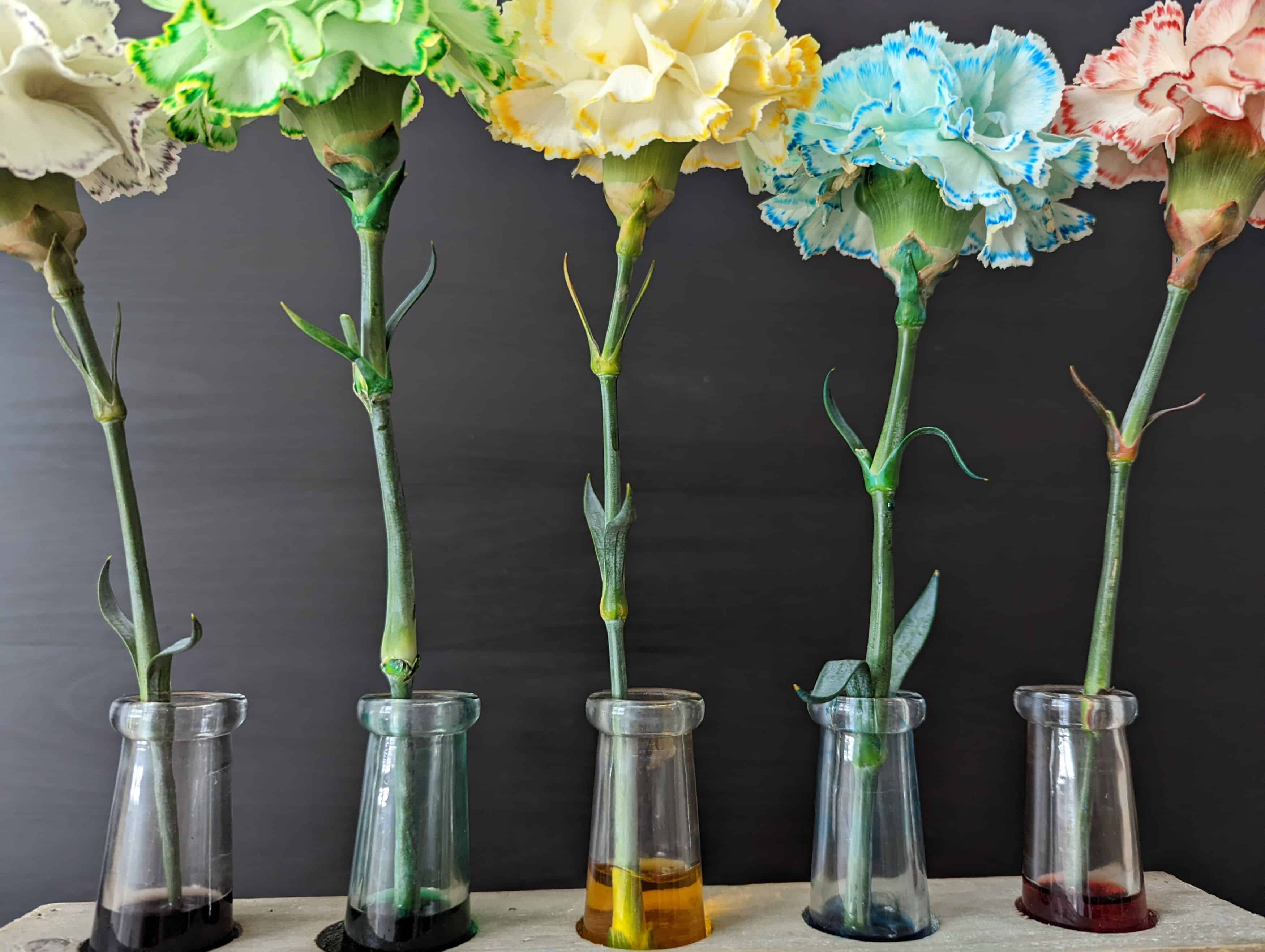 Color Changing Flowers Experiment with Free Printable - The Homeschool ...