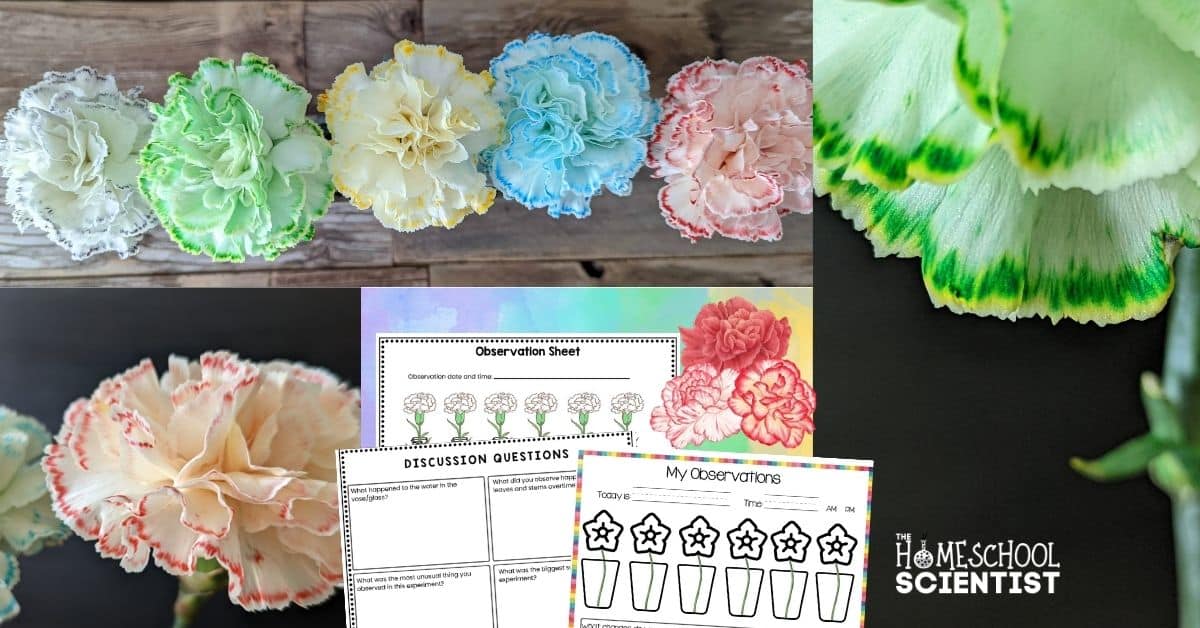 Color Changing Flowers Experiment with Free Printable - The Homeschool ...