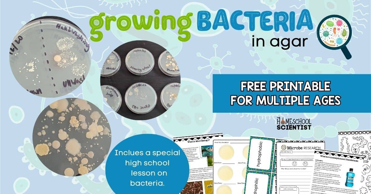 Growing Bacteria in Agar Activity with Free Lesson Printable - The ...