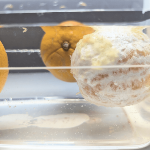 Easy Science Experiments with Oranges - The Homeschool Scientist