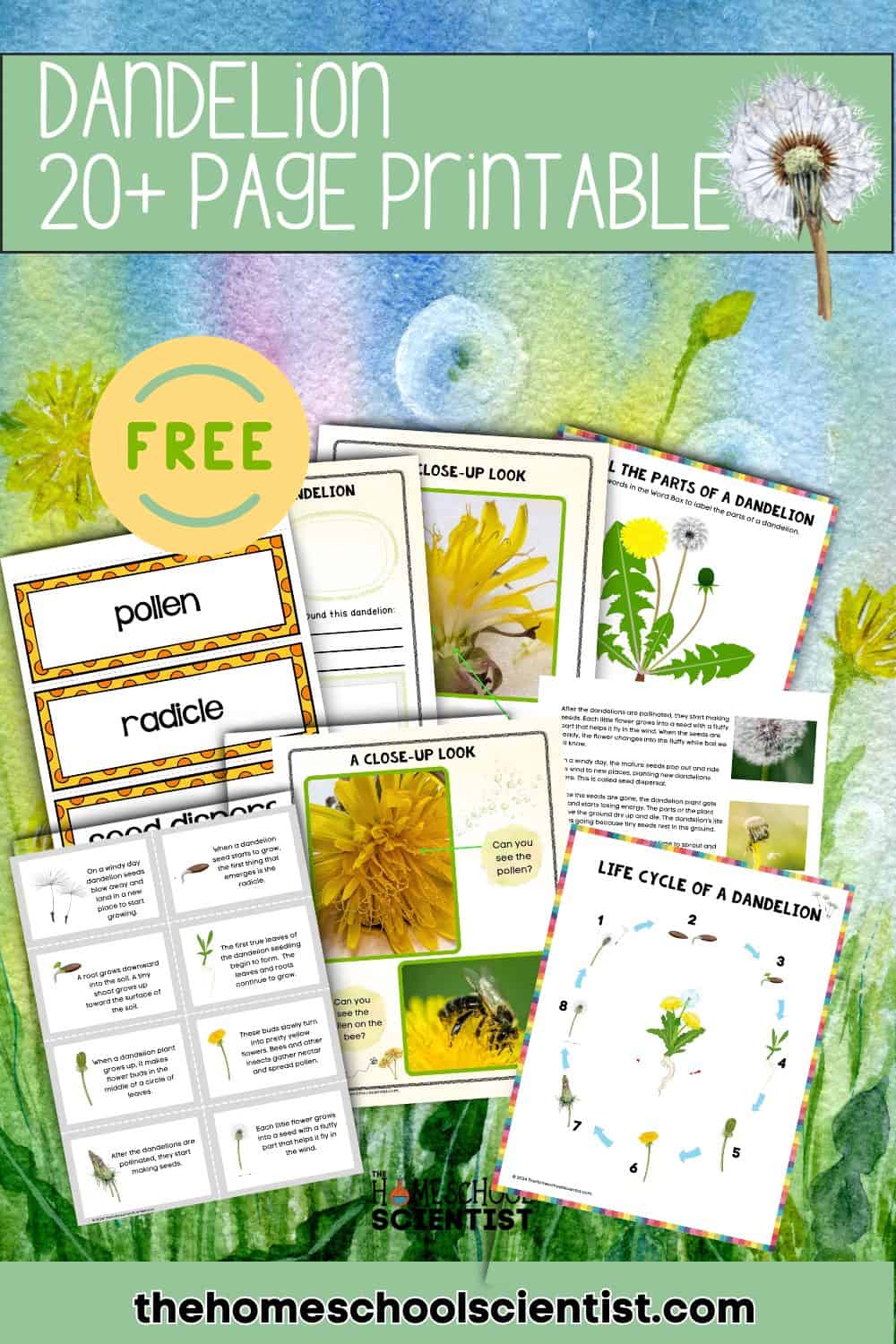 Spring Science Ideas - Dandelions and More - The Homeschool Scientist